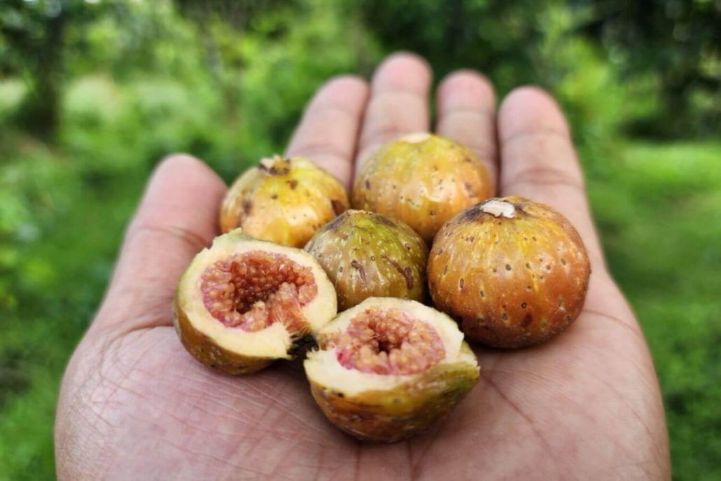 Habilin Farms: Permaculture, Farm-to-Table and Campsite | Sustainable ...